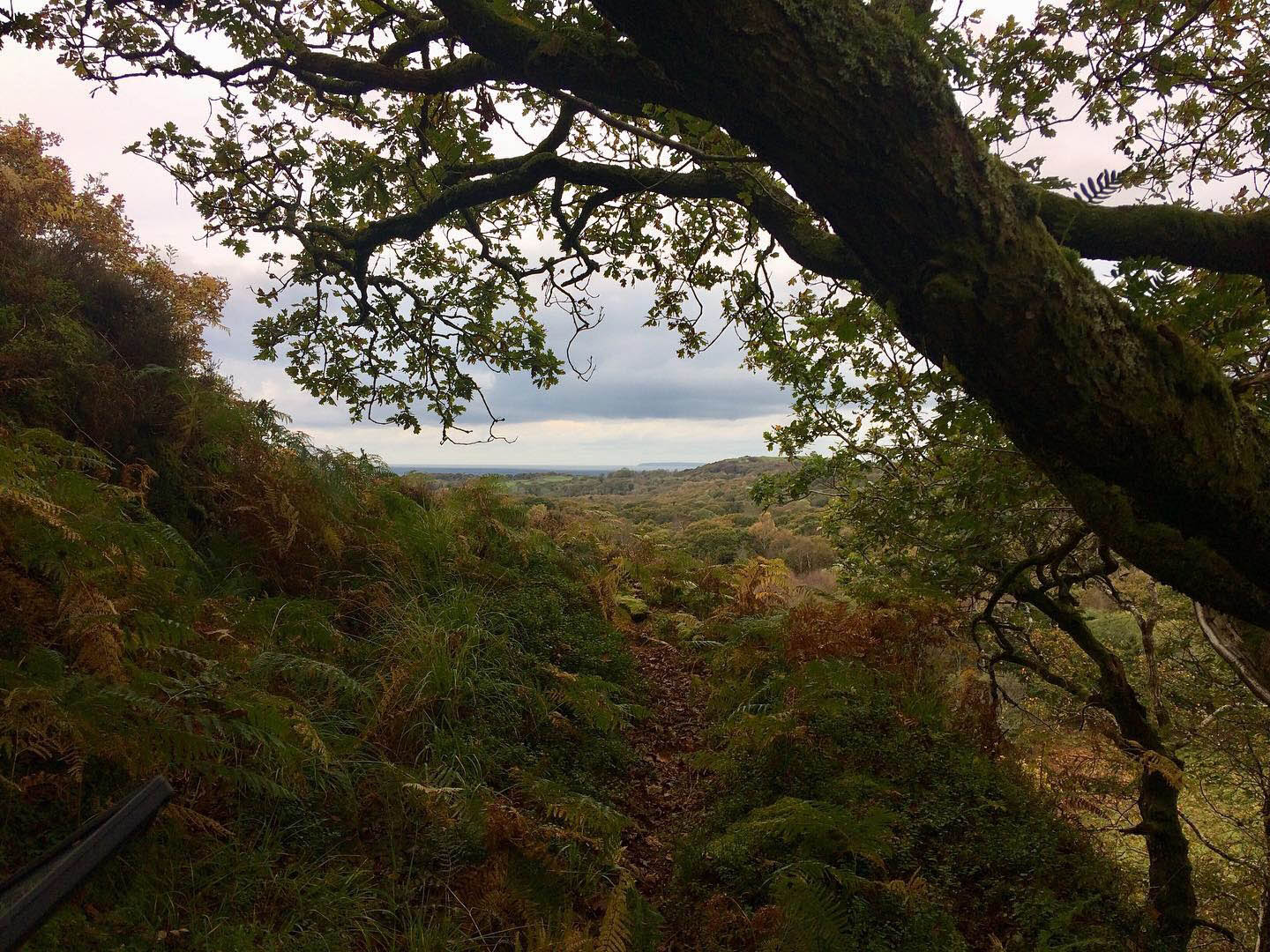 What is Arboriculture and why is it important? | JBA Consulting